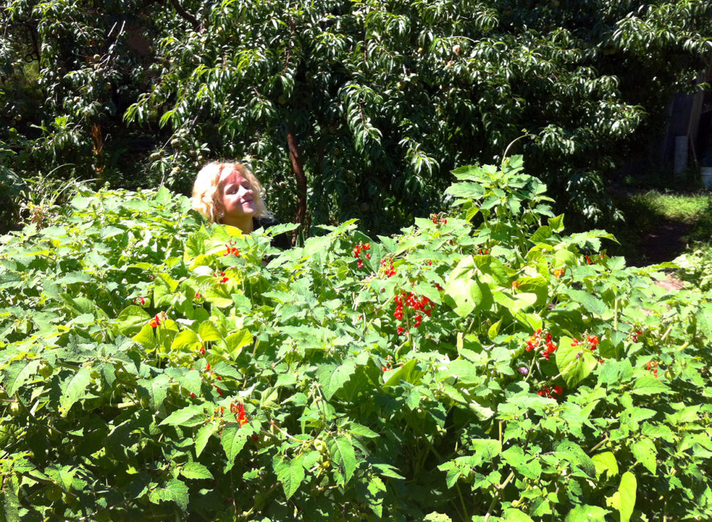 Sea of Green Leaves: A Dancing Rabbit Update | Dancing Rabbit Ecovillage